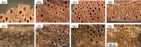 Microscope Images Of Particle Samples In Cross Section A Control Download Scientific