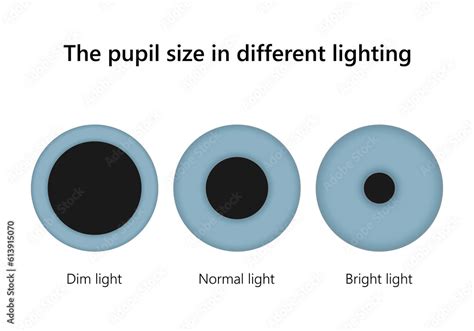 Human Eye The Pupil Size In Different Lighting Stock Illustration Adobe Stock