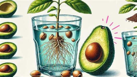 Cómo Germinar La Semilla De Aguacate Para Convertirla En Una Planta