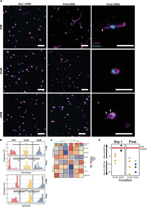 Bioengineered Hydrogels Recapitulate Fibroblast Heterogeneity In Cancer