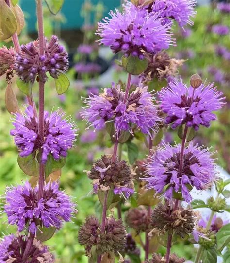 Pennyroyal Herb Mentha Pulegium Upright Pennyroyal Upright
