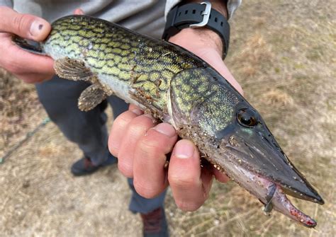Pickerel Fishing A Complete Guide Field And Stream