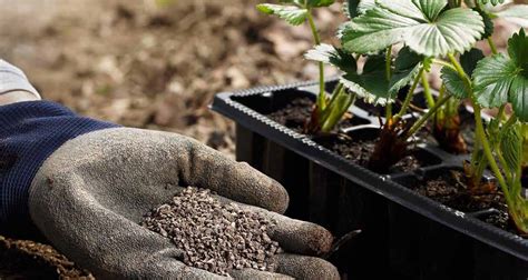 The Importance Of Fertilizer Use Optimizing Plant Performance Global Gardening Secrets