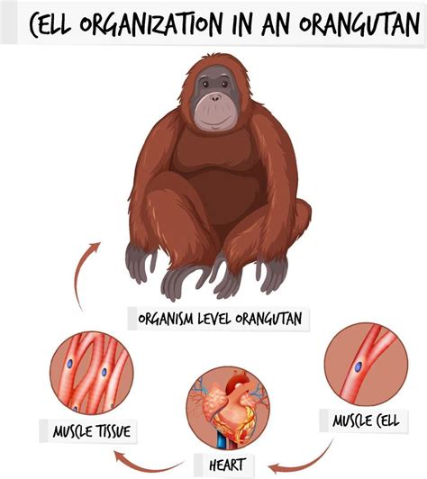 Diagram Showing Cell Organization In A Orangutan 3188327 Vector Art At Vecteezy