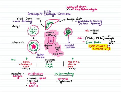 Intrahepatic Cholangiocarcinoma R Pathologyflashcards