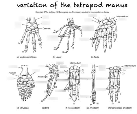 Variation Of The Tetrapod Manus Diagram Quizlet
