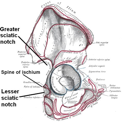 Lesser Sciatic Notch Wikipedia