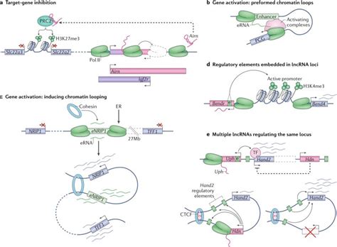 jack huang md phd on linkedin long noncoding rnas lncrnas in