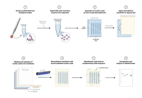 Southern Blot Definition Principle Steps Importance Biology