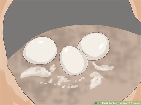 How To Tell The Sex Of Parrots 12 Steps With Pictures Wikihow