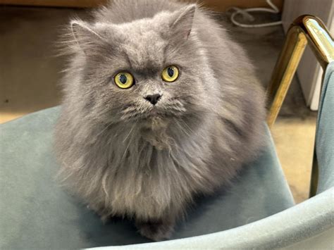 페르시안코리안숏헤어 구름해피 미니비숑프리제성격 토이푸들성격 골든리트리버성격 래브라도리트리버성격 닥스훈트성격 도베르만성격 말티치성격 말티폼성격 보더콜리성격 프렌치불독성격