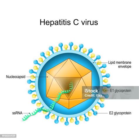 C형 간염 바이러스의 구조 Virion 해부학 C 형 간염에 대한 스톡 벡터 아트 및 기타 이미지 C 형 간염 Rna Rna 바이러스 Istock