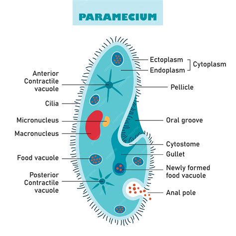 Premium Vector The Structure Of Paramecium Caudatum