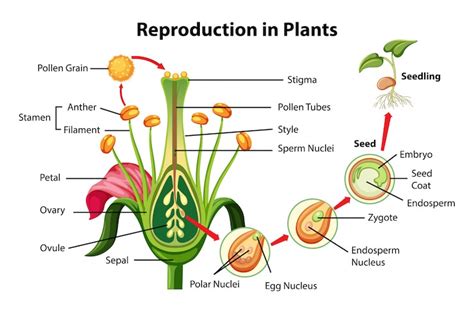 Plant Reproduction Diagram Images Free Download On Freepik