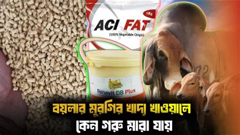 বয়লার মুরগির খাদ্য খাওয়ালে কি গরু আসলেই মারা যায় নাকি এটা মিথ্যা কথা Youtube