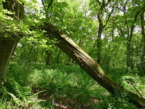 What Is A Gopher Tree At Alesia Lehr Blog