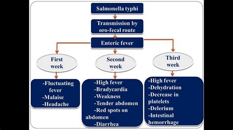 Typhoid Fever Enteric Fever Pathophysiology Salmonella Typhi Symptoms