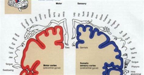 Primary Somatosensory Cortex Homunculus Primary Somatosensory Cortex Homunculus