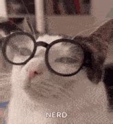 Nerd Cat Meme Nerd Cat Discover Share GIFs