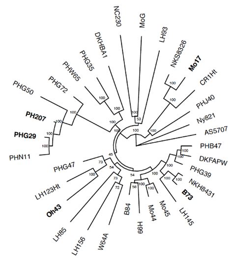 Rafael Della Coletta Heterosis Gene Expression And Structural Variation