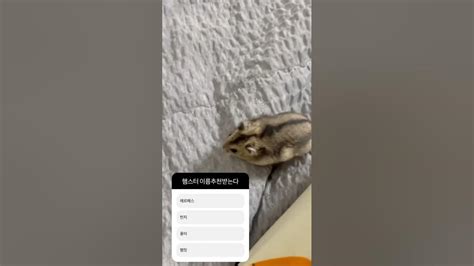 햄스터 이름 추천 받는다 답정 Youtube