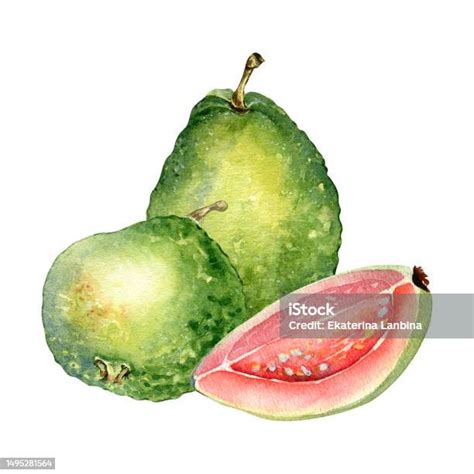 전체 두 구아바와 슬라이스 수채화 그림은 흰색 배경에 분리되어 있습니다 열대 과일 이국적인 녹색 사과 핑크 구아자바 손으로 그렸습니다 포장 포장 라벨 주방 용품 디자인 0