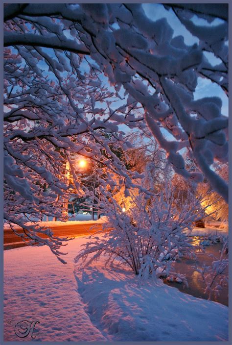 Winter Wonderland Snow Covered Trees And Street Lights At Night