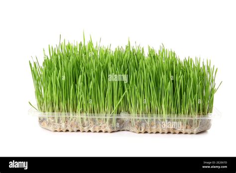 Fresh Wheatgrass In Plastic Container Isolated On White Background