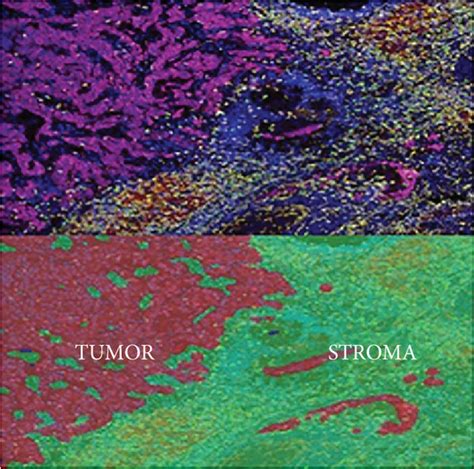 Multiplex Immunofluorescence Staining And Multispectral Imaging To Download Scientific Diagram