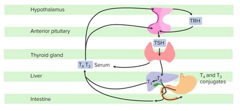 Hypothalamic Pituitary Thyroid Axis Diagram