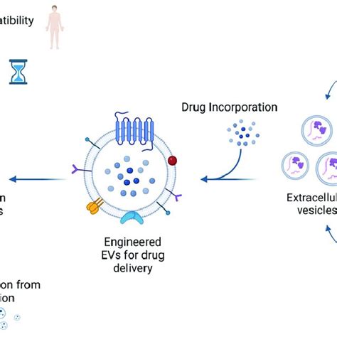 Biological Properties Of Extracellular Vesicles Evs Released From