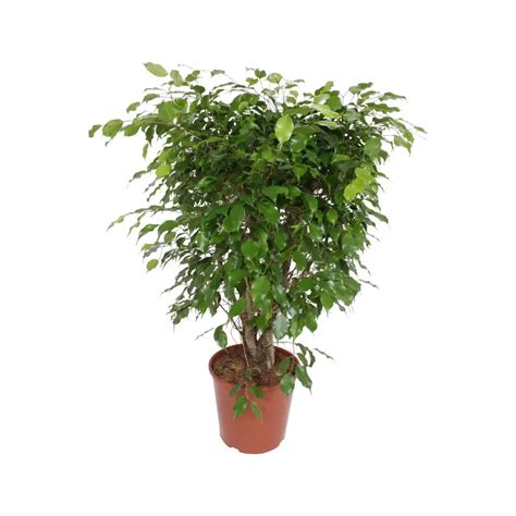 Ficus Benjamina Exotica Lush Foliage Elegant Form