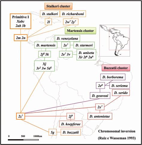 Chromosomal Evolution Of Drosophila Buzzatii Complex Drosophila