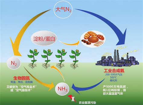 克服天然缺陷！人工高效生物固氮技术潜力巨大 凤凰网