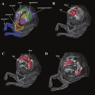 Micro CT Surface Rendering A And Volume Rendering Of Virtual Sections Download Scientific