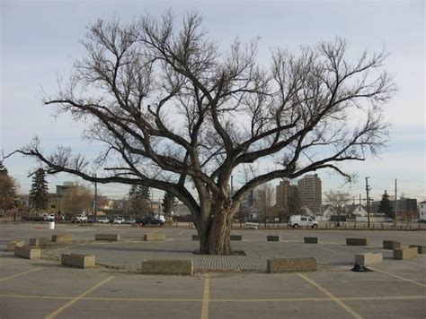 How Calgary Became A City Of Trees Avenue Calgary