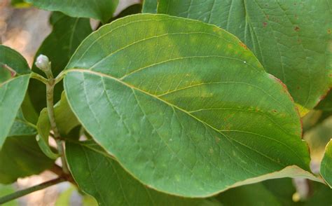 Dogwood Tree Leaves