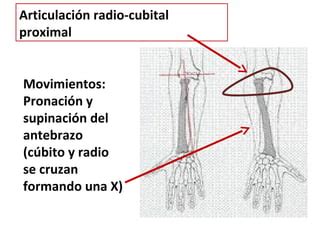 Articulación Del Codo Ppt