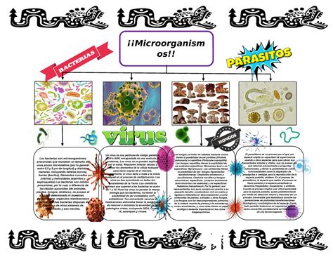 Mapa Mental De Virus Bacterias Parasitos Y Hongos Bacterias Las Porn