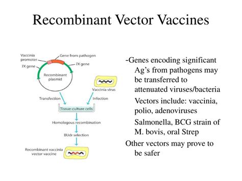 Ppt Chapter 18 Vaccines Powerpoint Presentation Free Download Id 179647