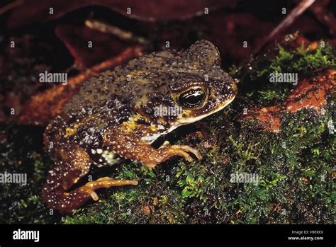 Bufo Koynaensis Koyna Toad Rarely Available Thought To Be Extinct