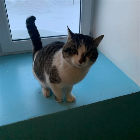 Все так же не теряем надежду найти дом и любящую семью Добрый пухляш