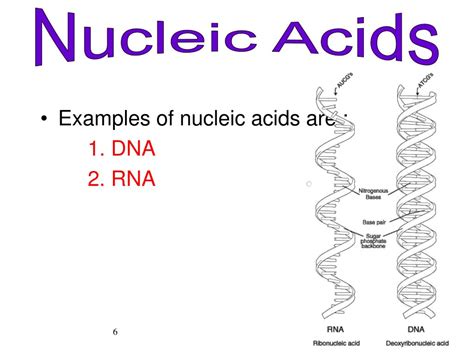 Ppt Nucleic Acids Powerpoint Presentation Free Download Id 2221170