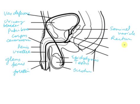 Solved Reproductive System Anatomy Homework Male Reproductive System Diagram 1 Label