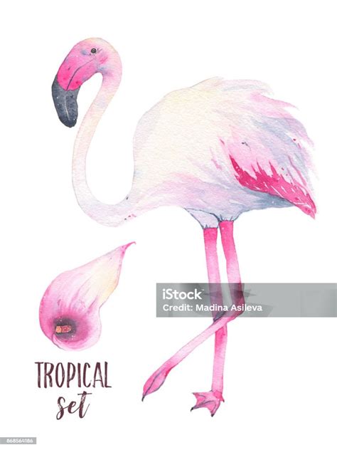 수채화 손으로 그린된 열 대 핑크 플라밍고와 칼라 릴리 꽃 흰색 배경에 고립 깃털에 대한 스톡 벡터 아트 및 기타 이미지