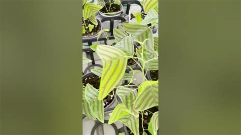 공기정화식물 버터플라이 나비플랜츠 잎이특이합니다 Shorts Youtube