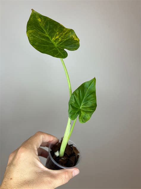 Alocasia Regal Shield Aurea Blue Jeans Rare Variegated Plant