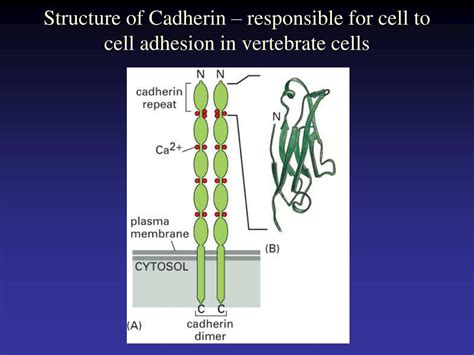 Ppt Cell Junctions And Extra Cellular Matrix Ii Powerpoint Presentation Id 318060