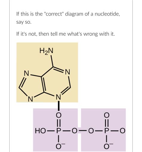 Solved If This Is The Correct Diagram Of A Nucleotide Say