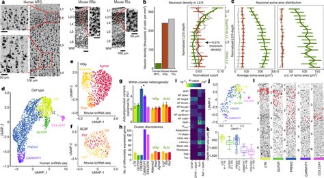 Comparison Of Human Versus Mouse Supragranular Neurons A Neun Download Scientific Diagram